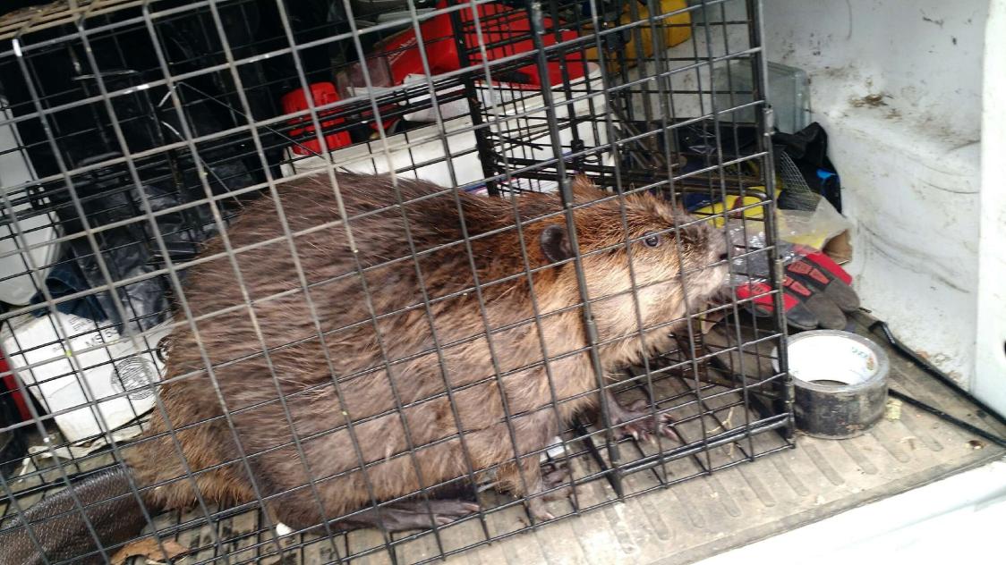 Beaver Control | Wayfare Pest Solutions